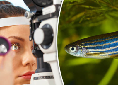 In a zebrafish’s eye – Ananēoō Wellness